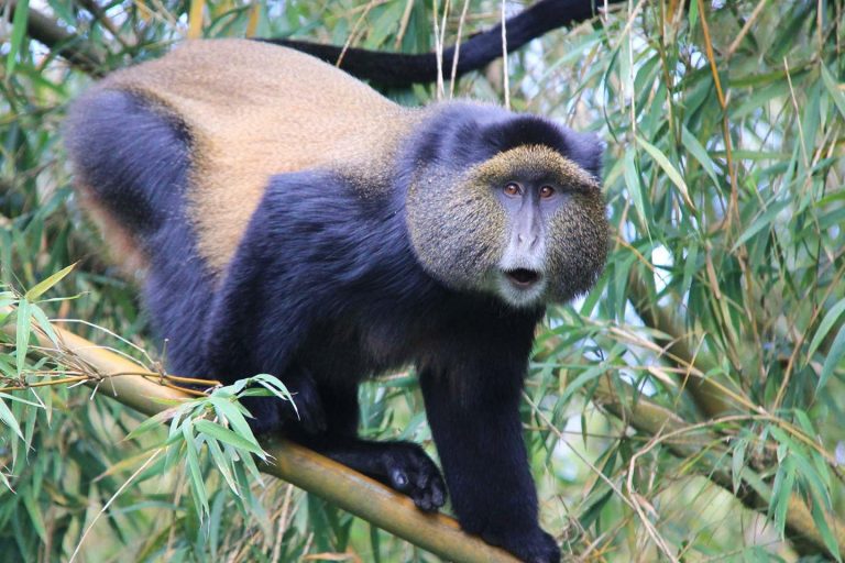 Golden Monkey Tracking in Rwanda | Volcanoes National Park Rwanda